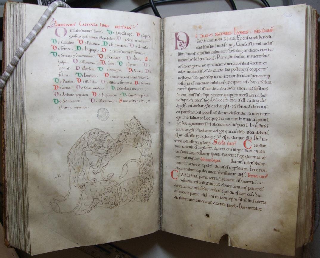 Beastly Latin Newsletter No 1: The Lion | My Blog